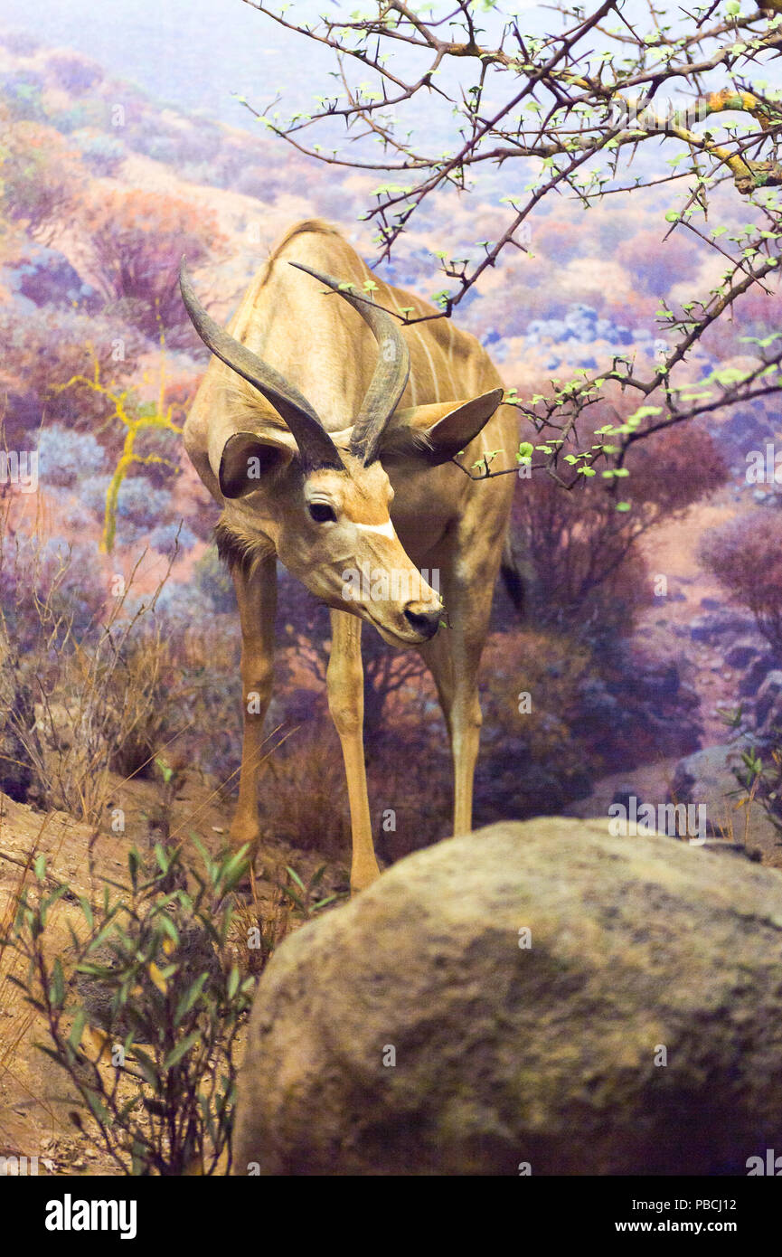 NEW YORK, USA - SEP 22, 2015: Antelope model at the American museum of ...