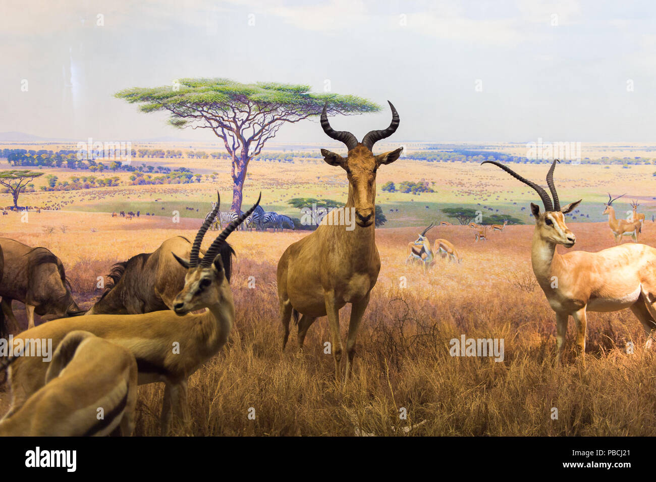 NEW YORK, USA - SEP 22, 2015: Antelope model at the American museum of ...