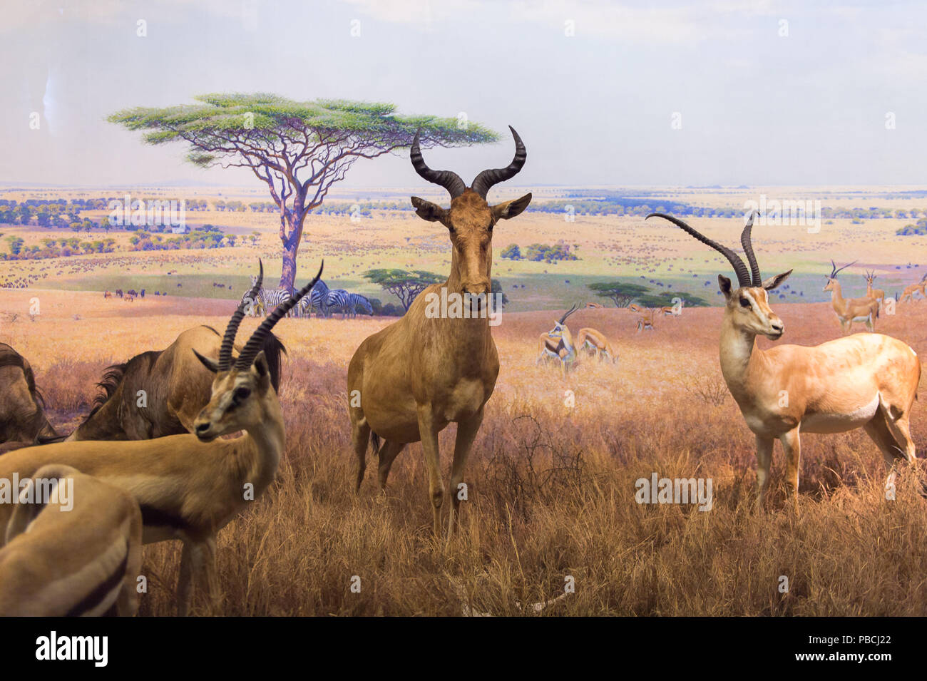 NEW YORK, USA - SEP 22, 2015: Antelope model at the American museum of ...