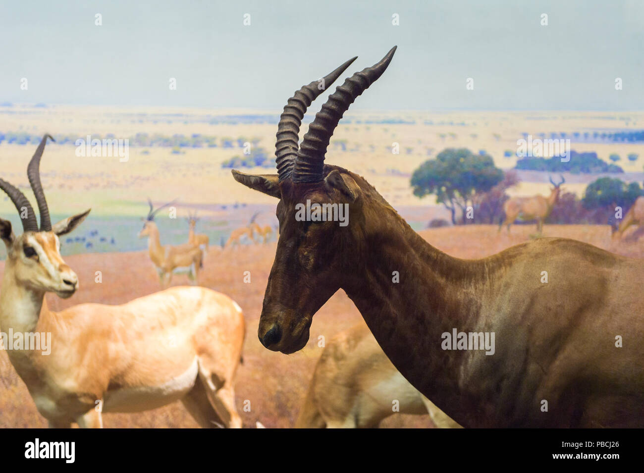 NEW YORK, USA - SEP 22, 2015: Antelope model at the American museum of ...