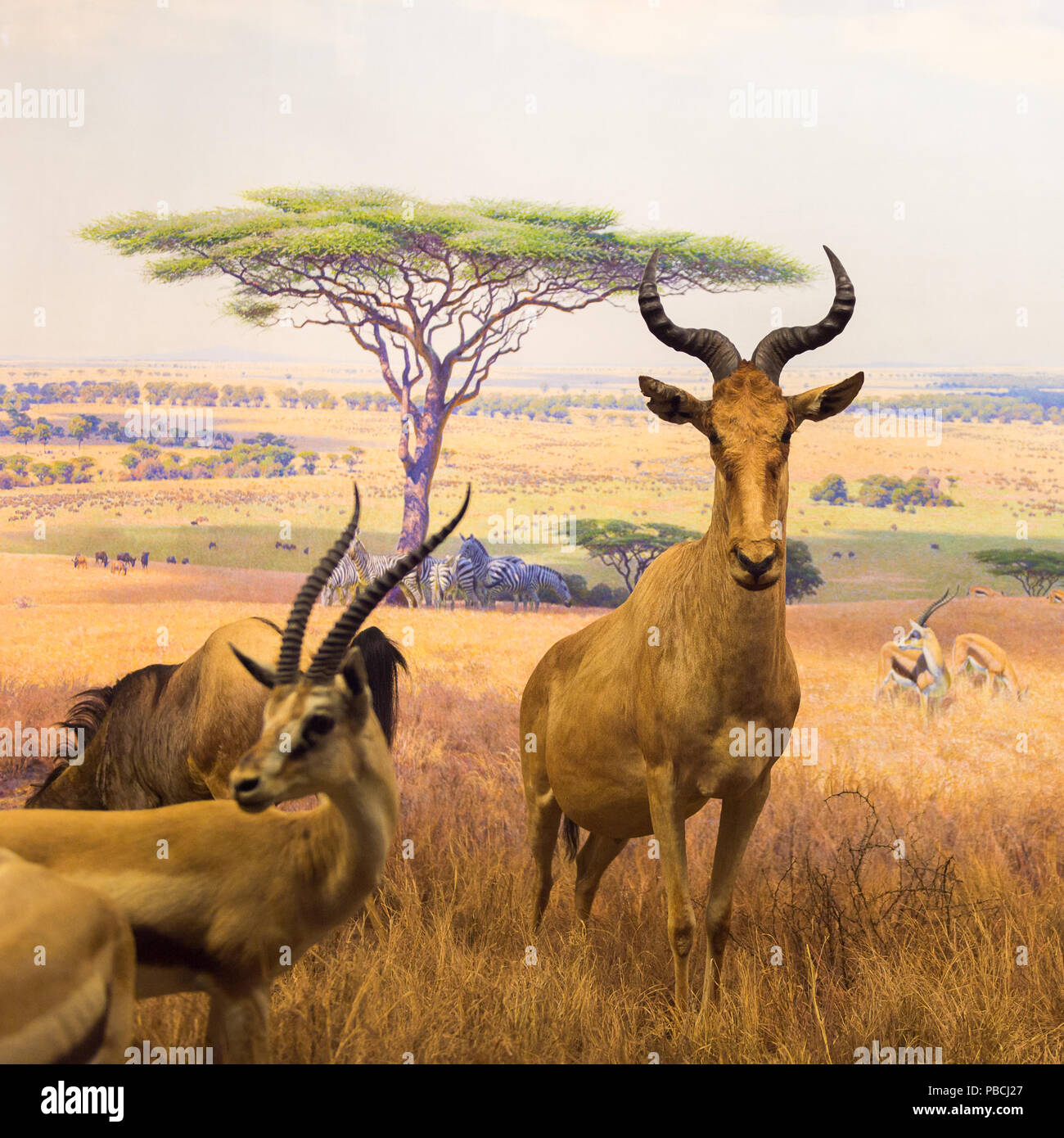 NEW YORK, USA - SEP 22, 2015: Antelope model at the American museum of ...