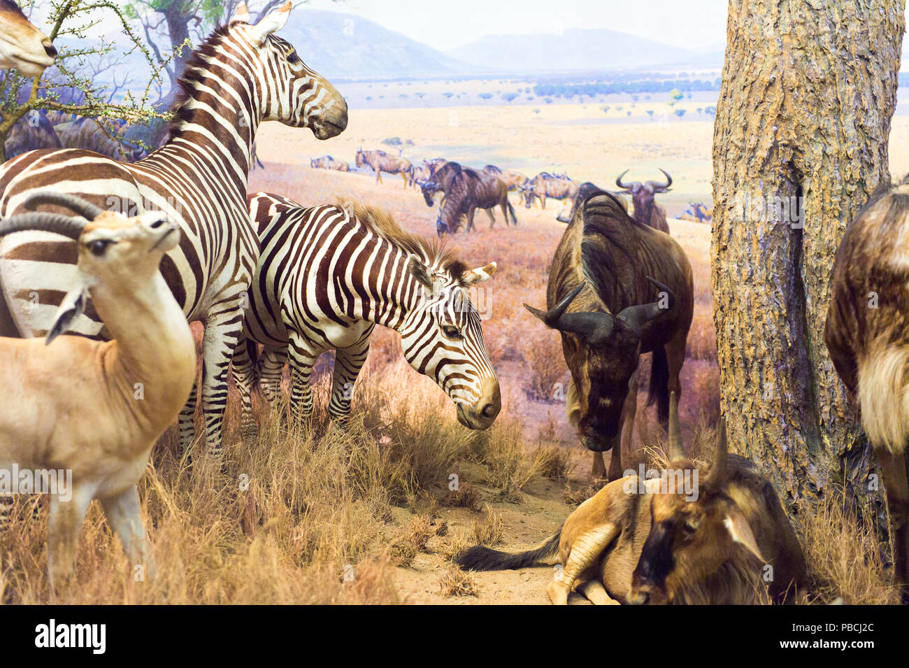 NEW YORK, USA - SEP 22, 2015: African animals models at the American ...