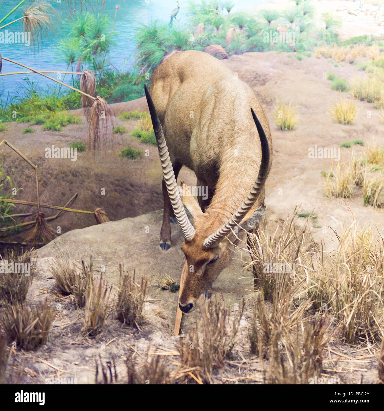 NEW YORK, USA - SEP 22, 2015: African animals models at the American ...
