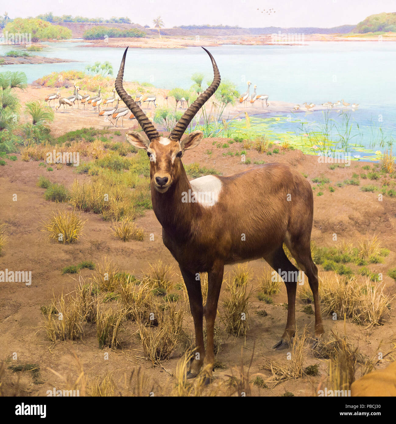 NEW YORK, USA - SEP 22, 2015: African animals models at the American ...