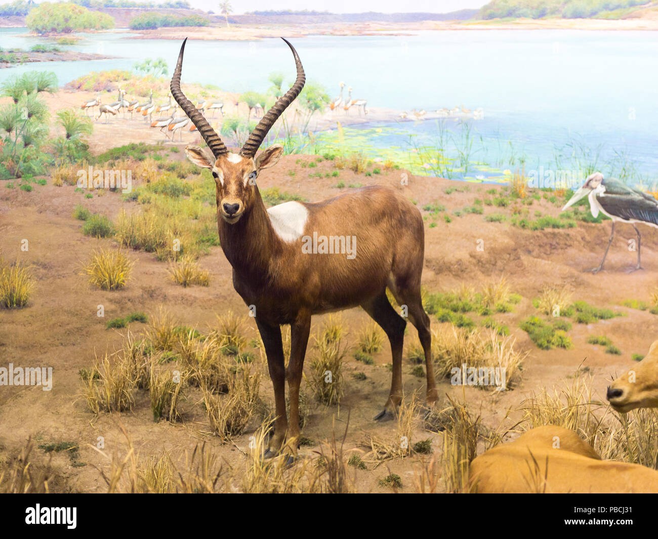 NEW YORK, USA - SEP 22, 2015: African animals models at the American ...