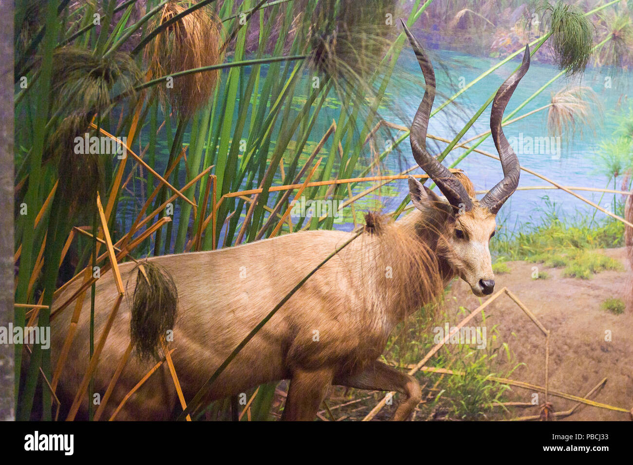 NEW YORK, USA - SEP 22, 2015: African animals models at the American ...