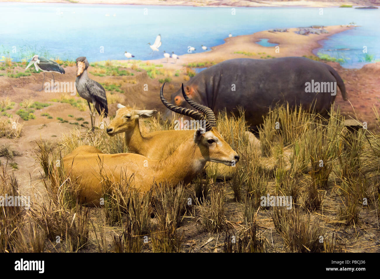 NEW YORK, USA - SEP 22, 2015: Antelope model at the American museum of ...