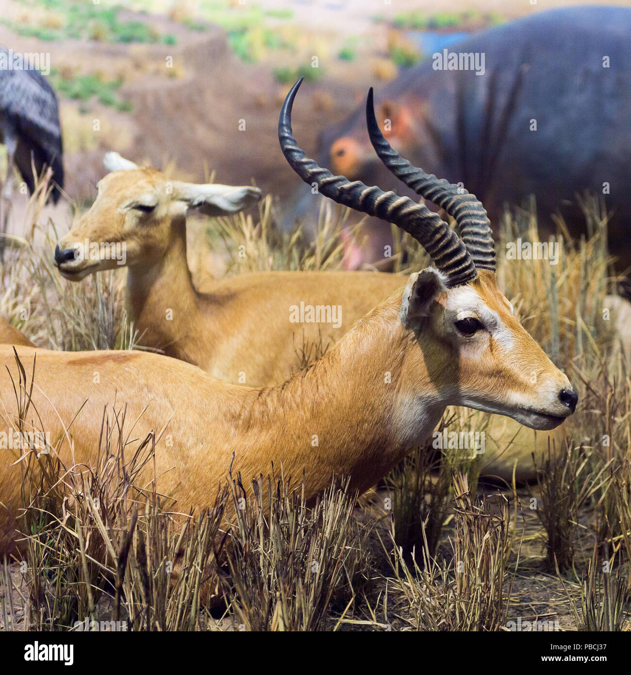 NEW YORK, USA - SEP 22, 2015: Antelope model at the American museum of ...
