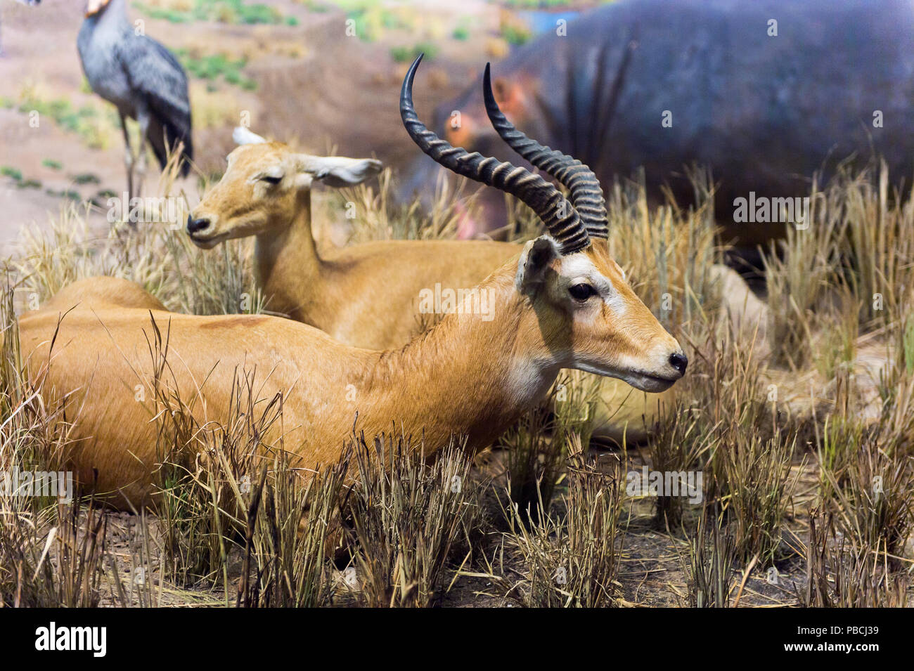 NEW YORK, USA - SEP 22, 2015: Antelope model at the American museum of ...