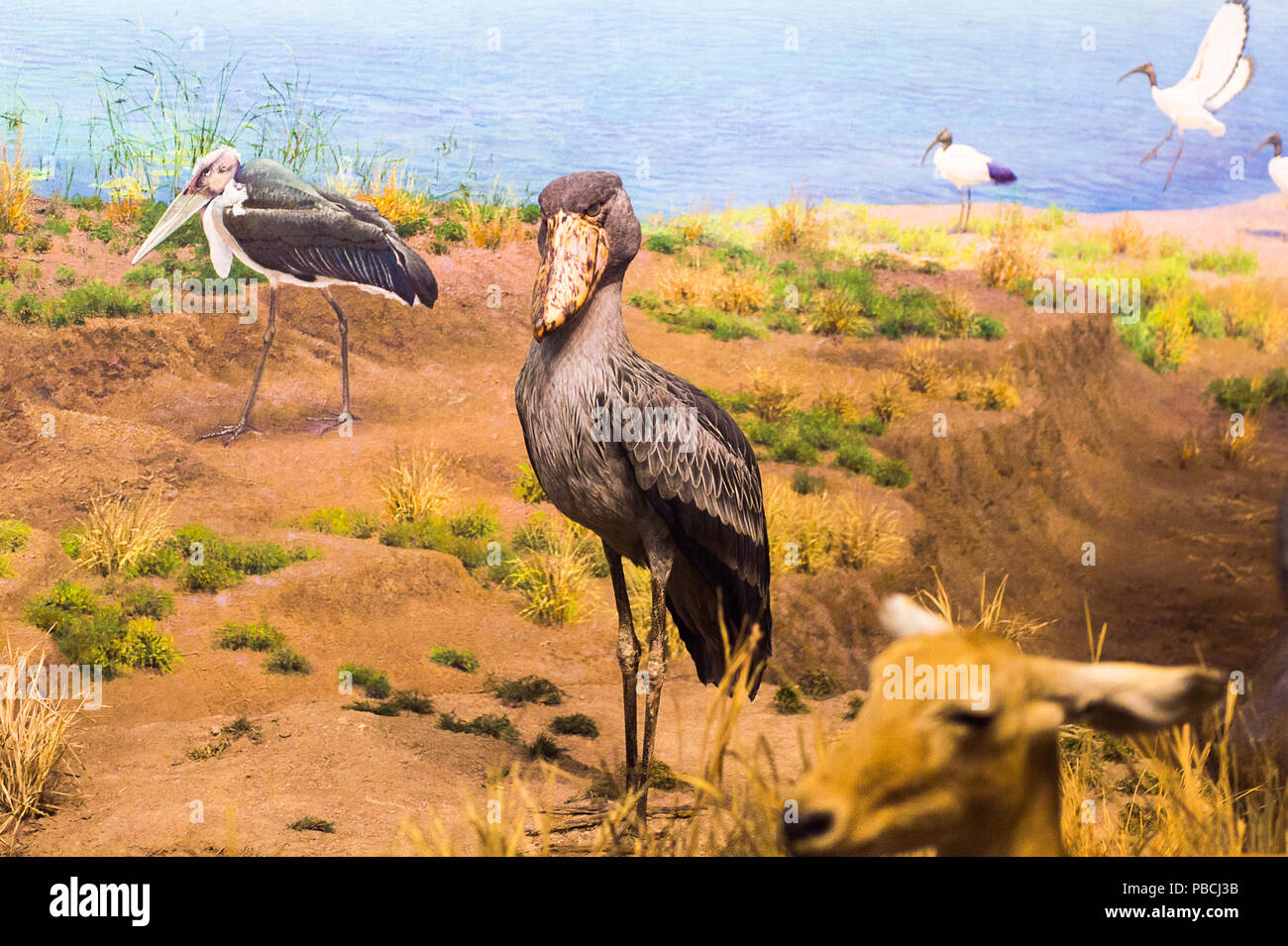 NEW YORK, USA - SEP 22, 2015: African animals models at the American ...