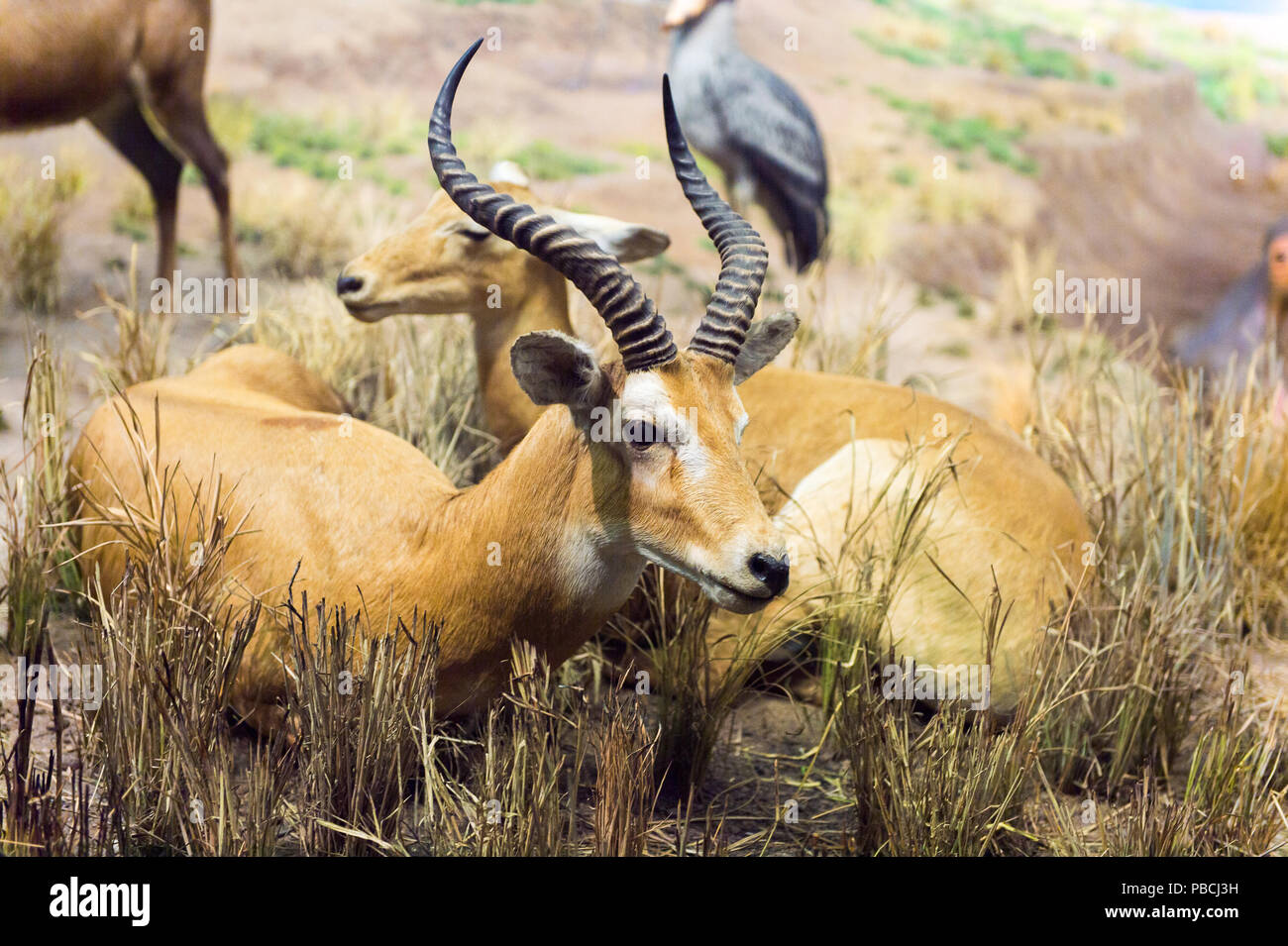 NEW YORK, USA - SEP 22, 2015: Antelope model at the American museum of ...