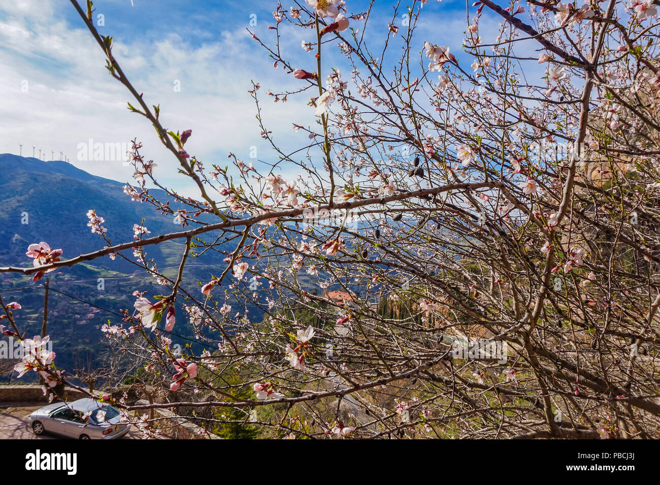 The Holy Monastery of Mega Spileo behind the flowers. It is the oldest ...