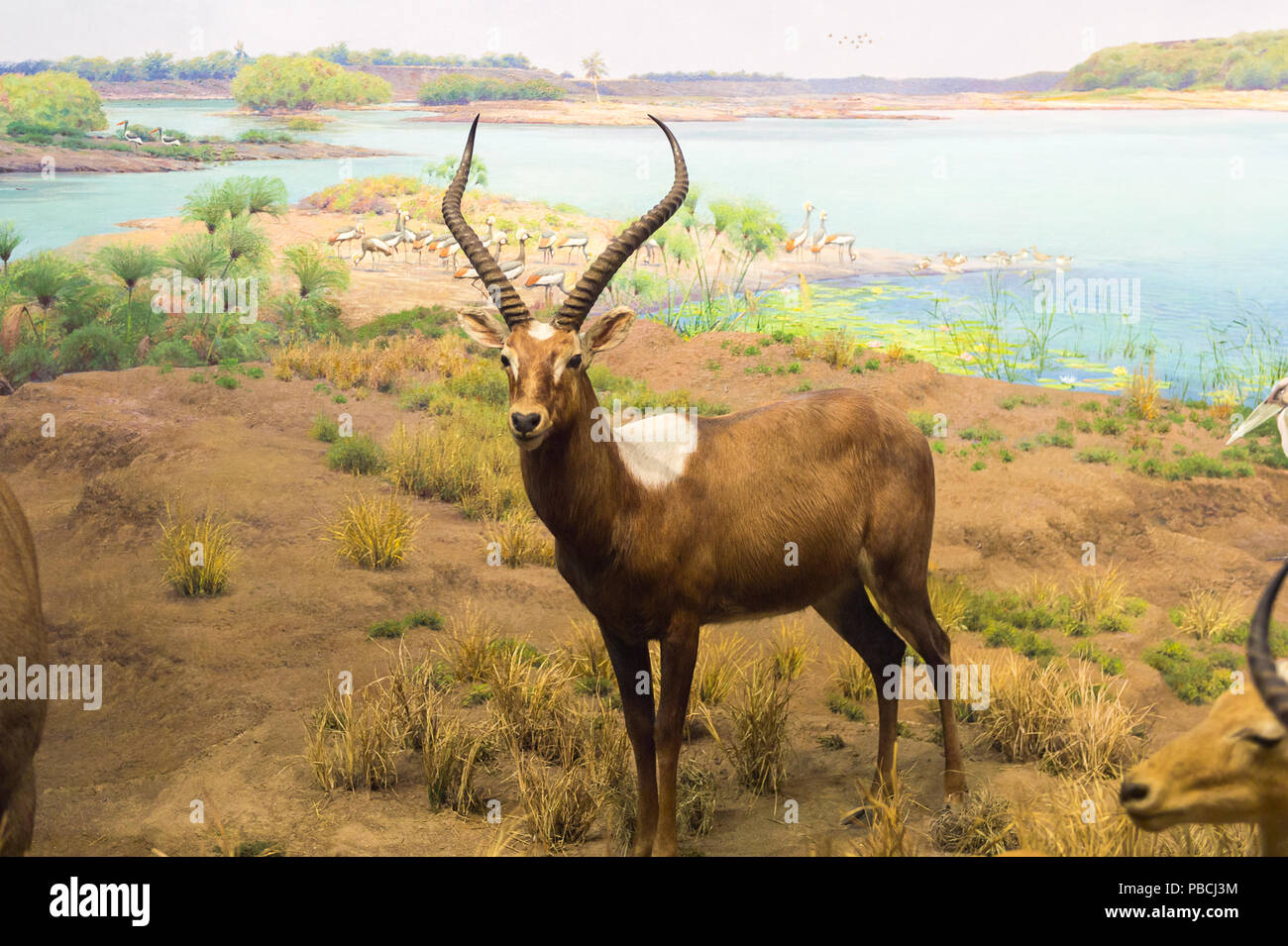 NEW YORK, USA - SEP 22, 2015: Antelope model at the American museum of ...