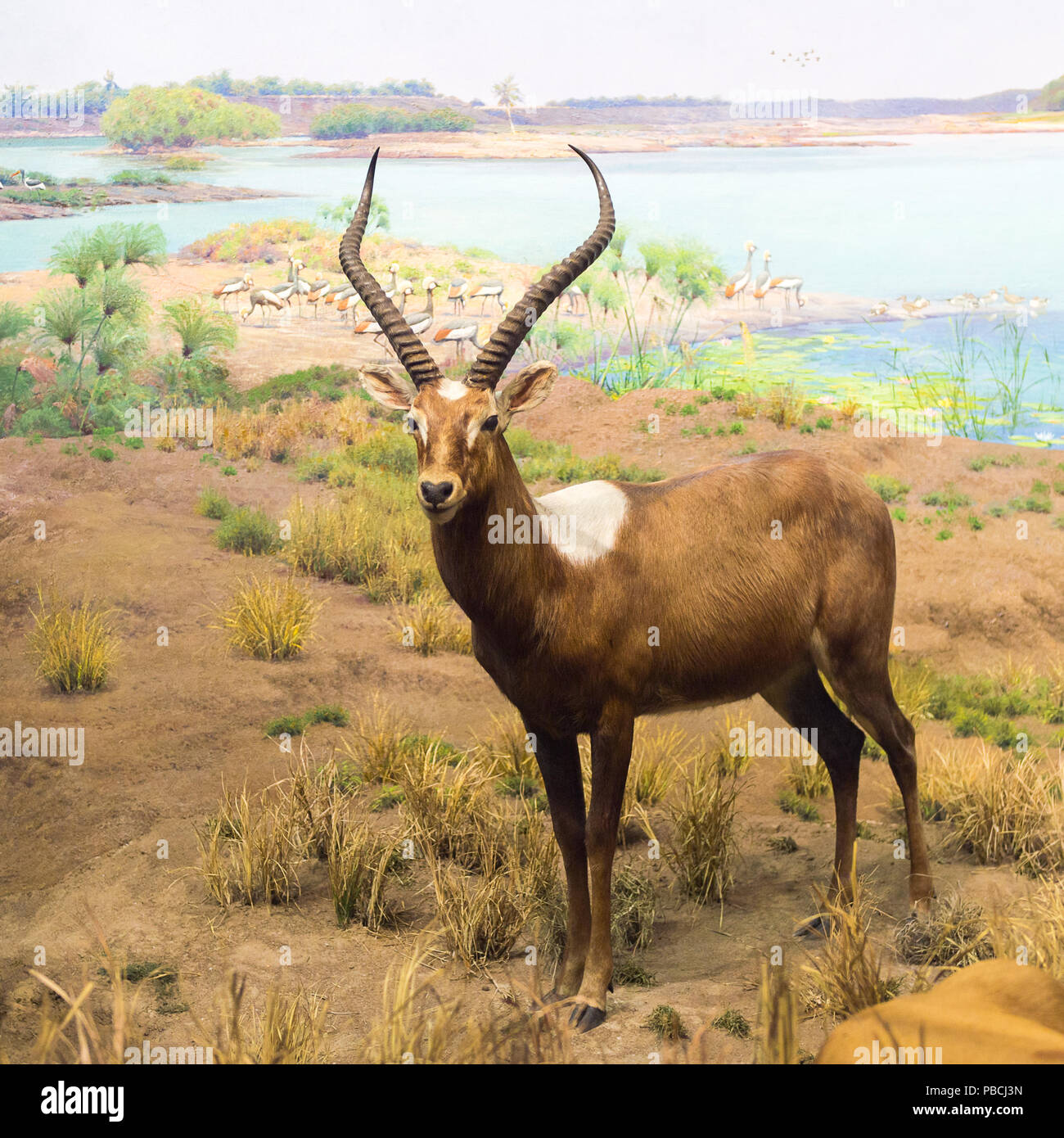 NEW YORK, USA - SEP 22, 2015: Antelope model at the American museum of ...