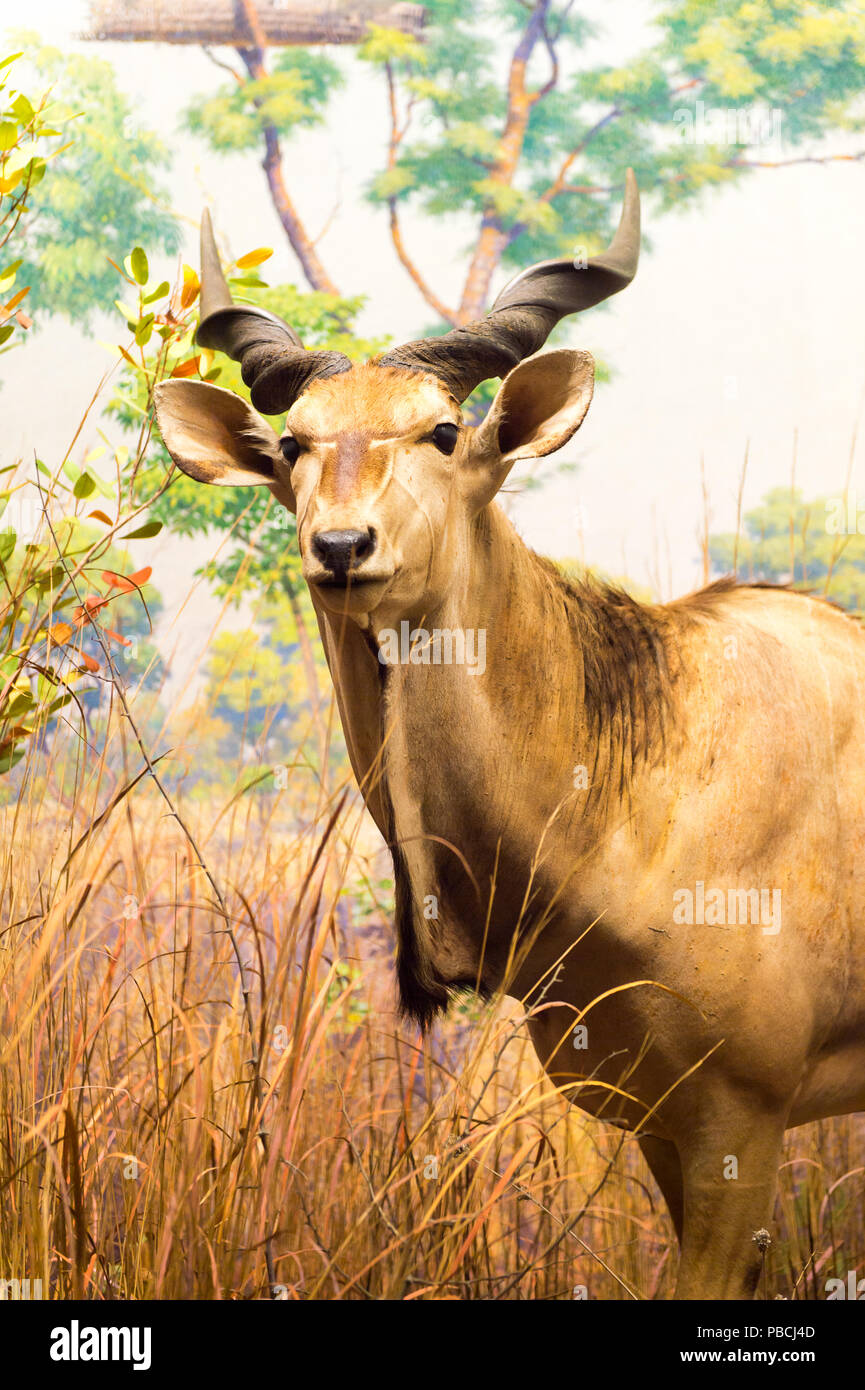 NEW YORK, USA - SEP 22, 2015: Antelope model at the American museum of ...