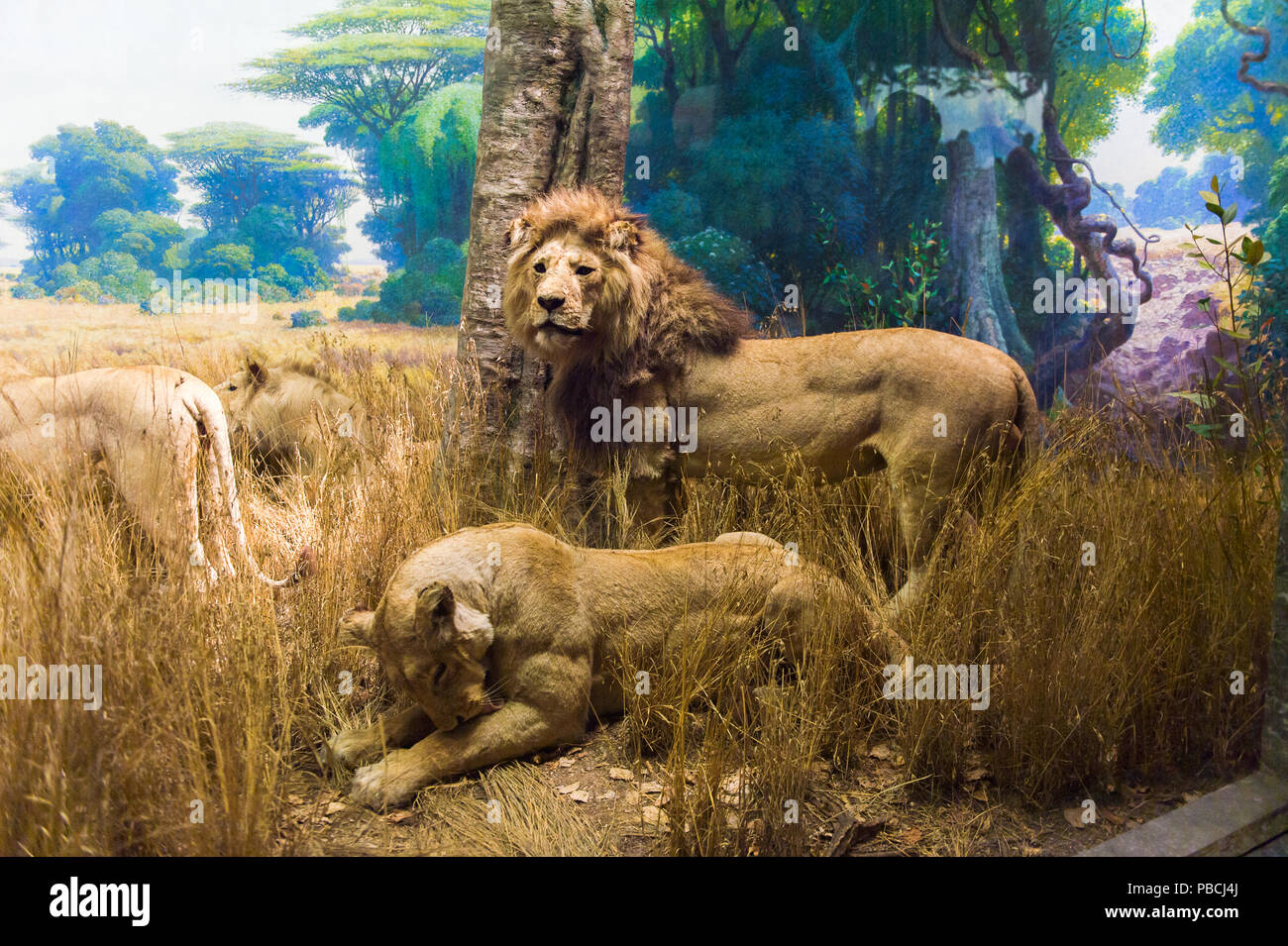 NEW YORK, USA - SEP 22, 2015: Lion models at the American museum of ...