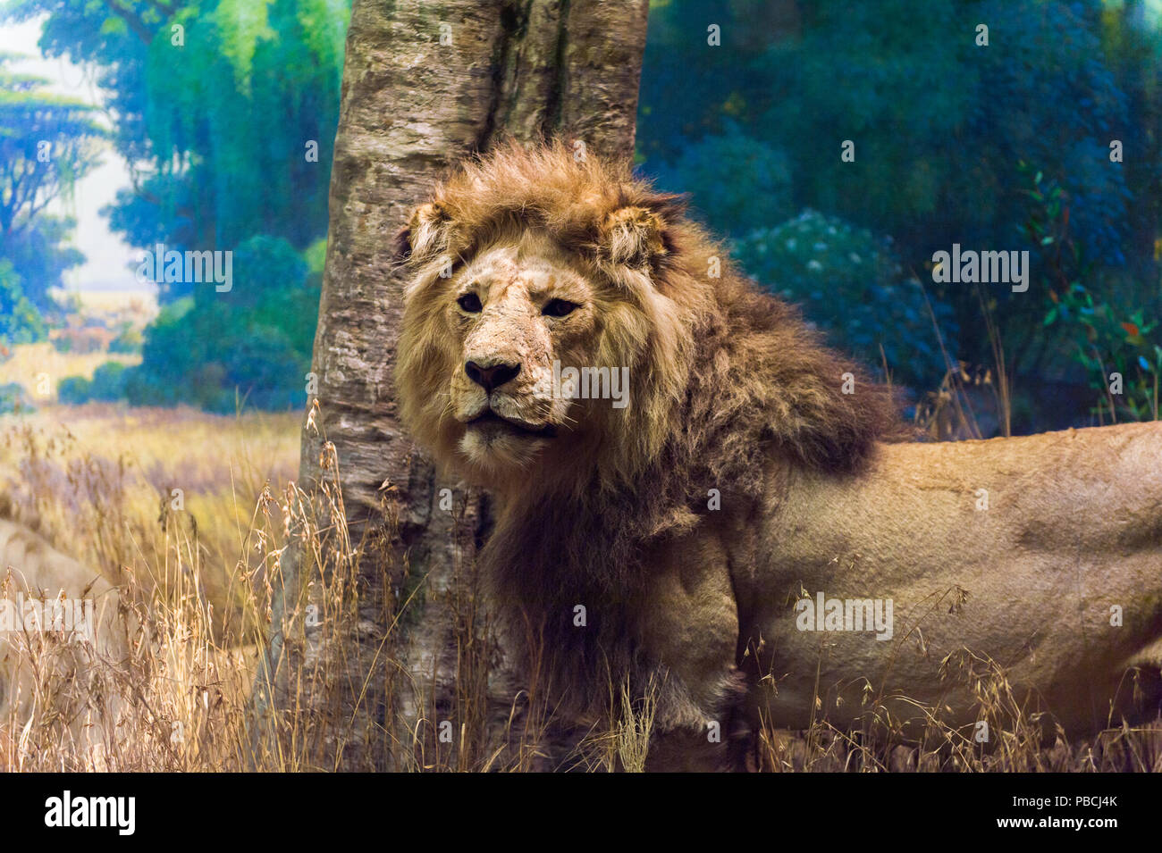 NEW YORK, USA - SEP 22, 2015: Lion models at the American museum of ...