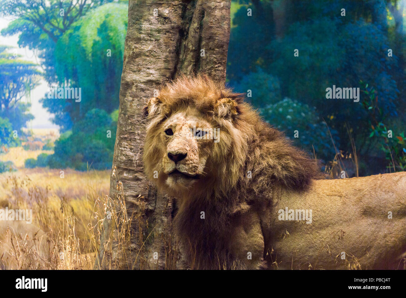 NEW YORK, USA - SEP 22, 2015: Lion models at the American museum of ...