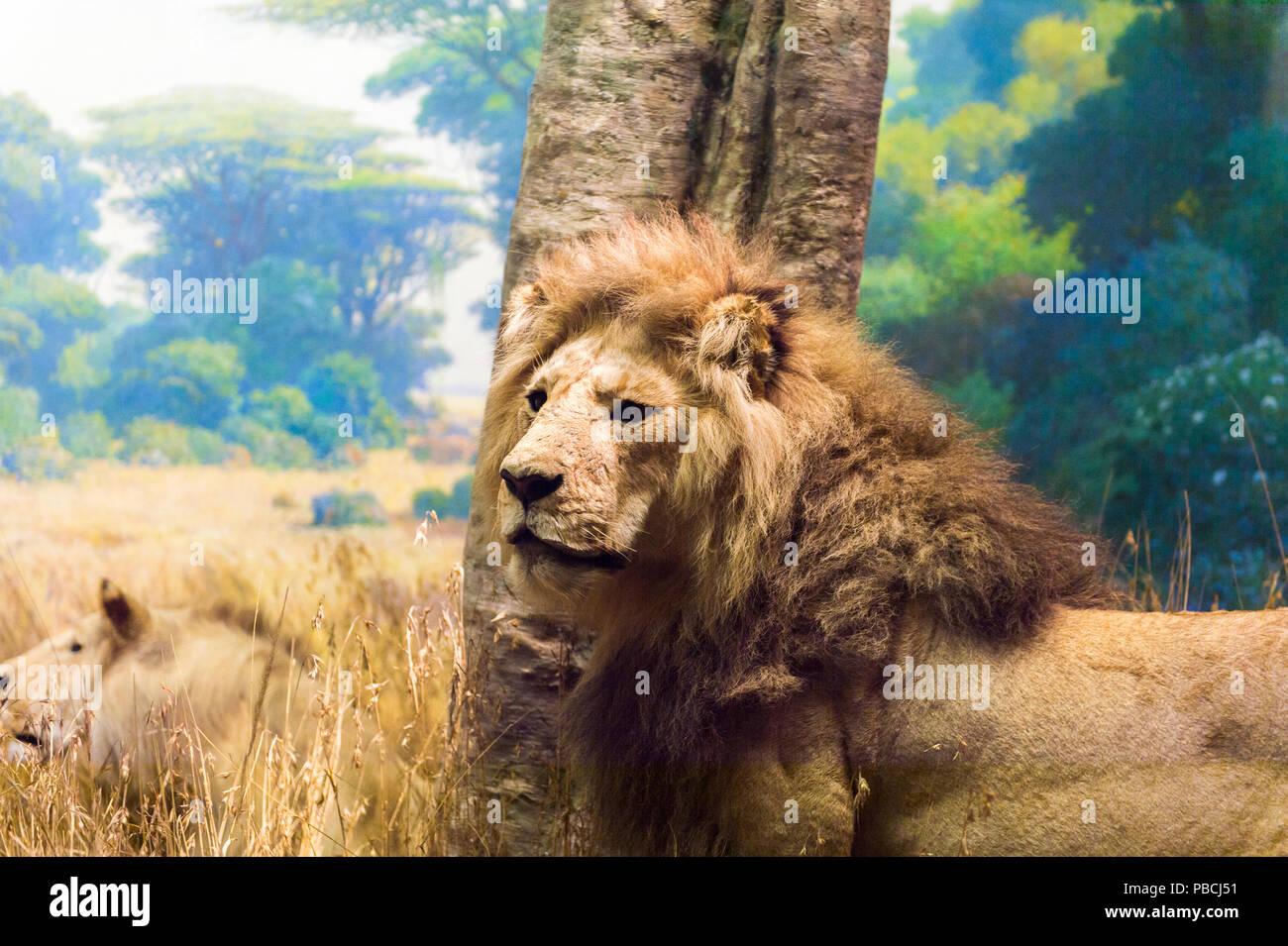 NEW YORK, USA - SEP 22, 2015: Lion models at the American museum of ...