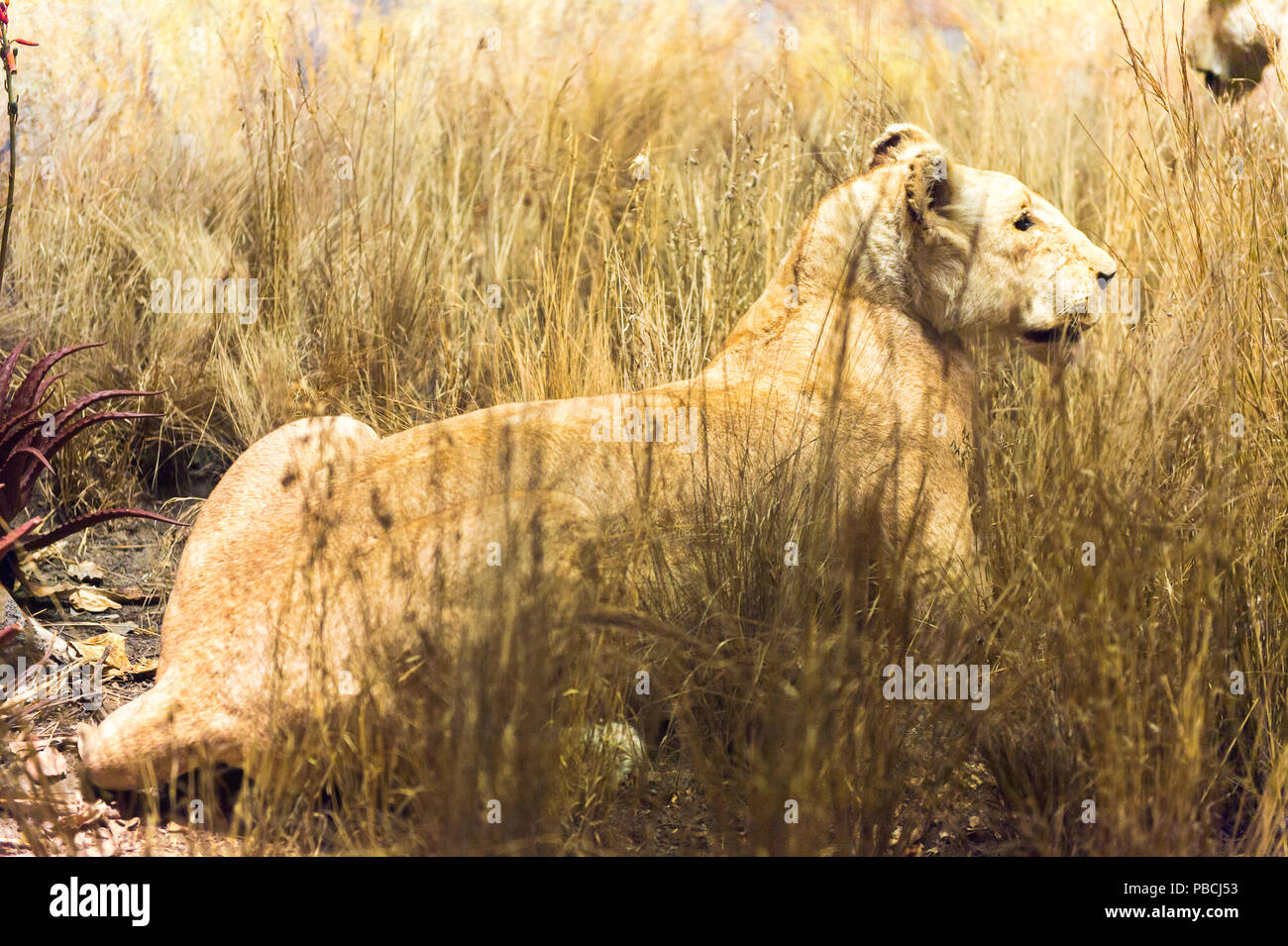 NEW YORK, USA - SEP 22, 2015: Lion models at the American museum of ...