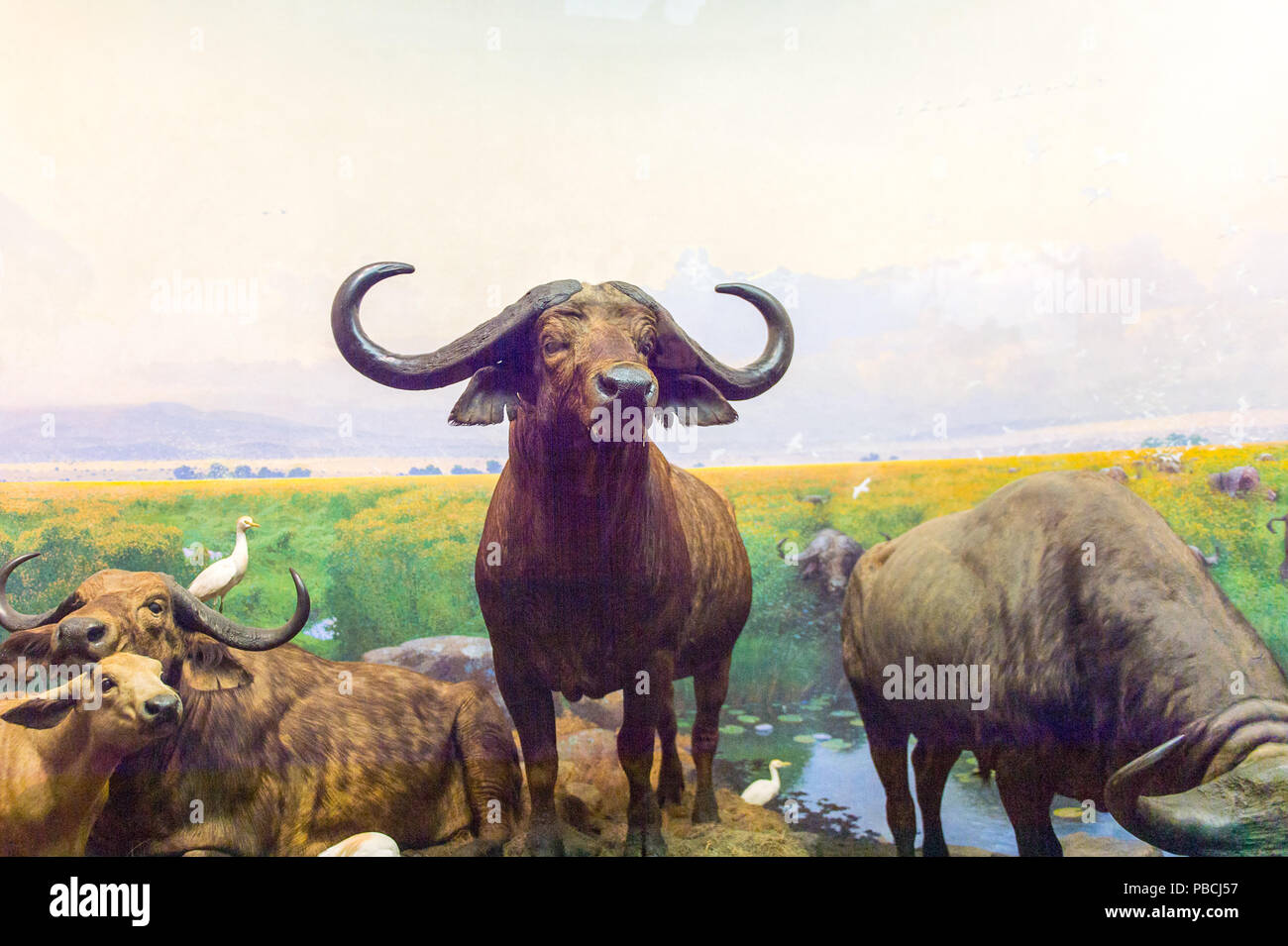 Buffalo model exhibit in museum hi-res stock photography and images - Alamy