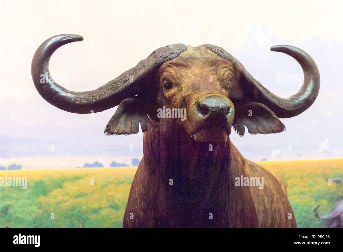NEW YORK, USA - SEP 22, 2015: Buffalo model at the American museum of ...