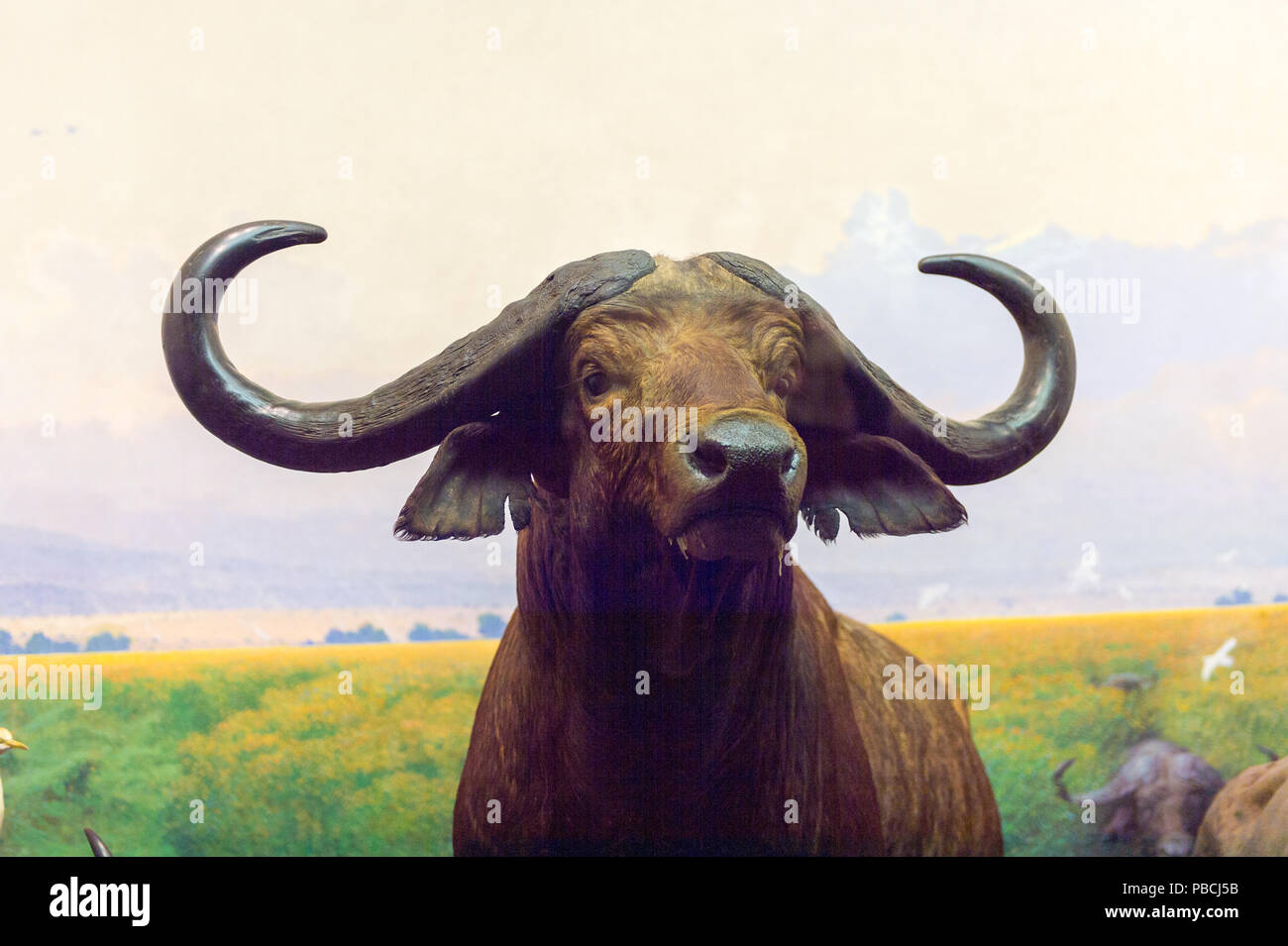 Buffalo model exhibit in museum hi-res stock photography and images - Alamy