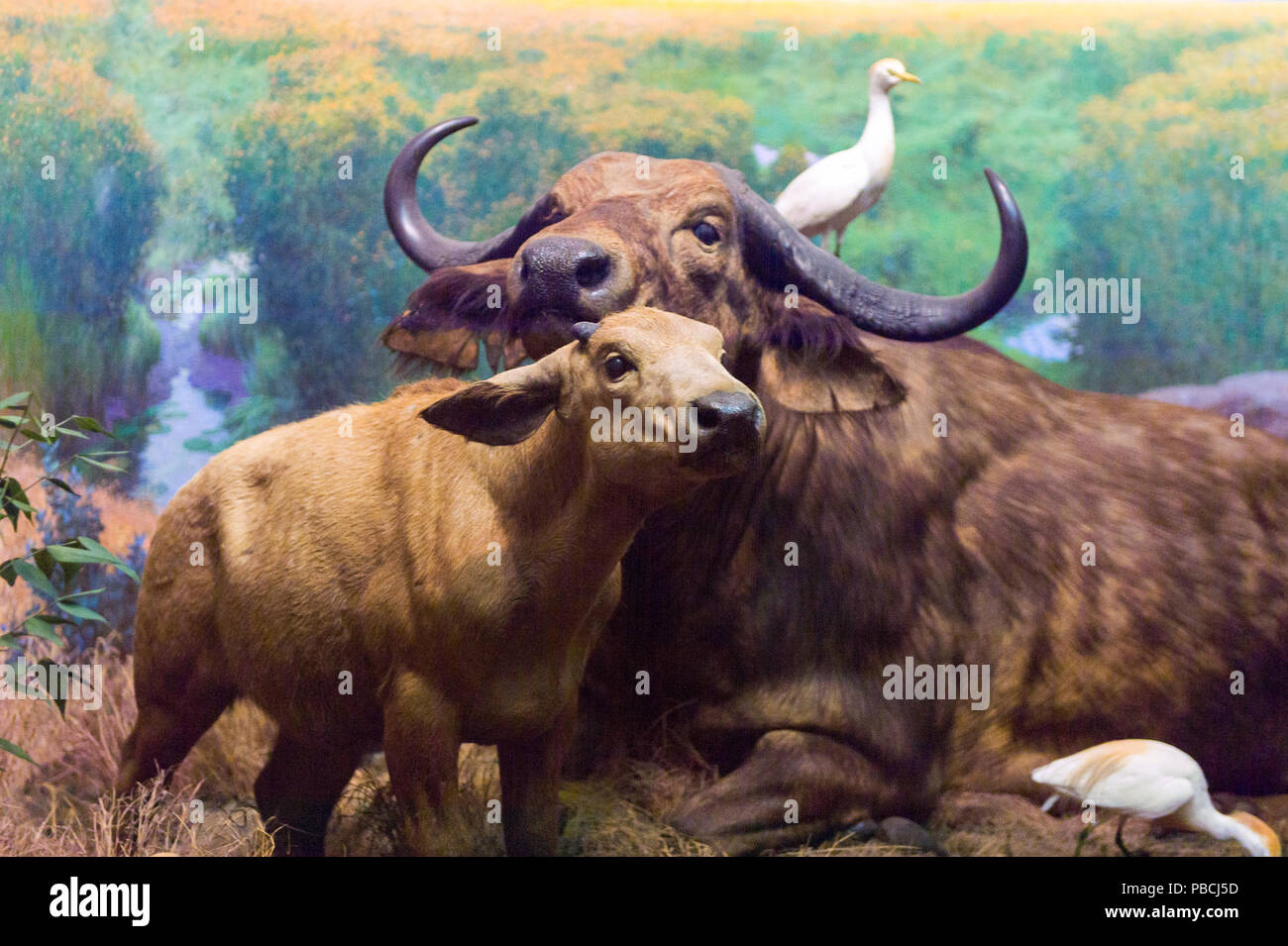 NEW YORK, USA - SEP 22, 2015: Buffalo model at the American museum of ...