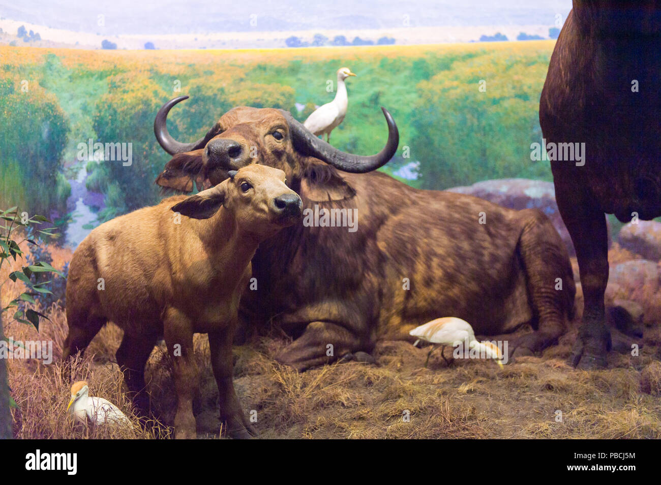 NEW YORK, USA - SEP 22, 2015: Buffalo model at the American museum of ...
