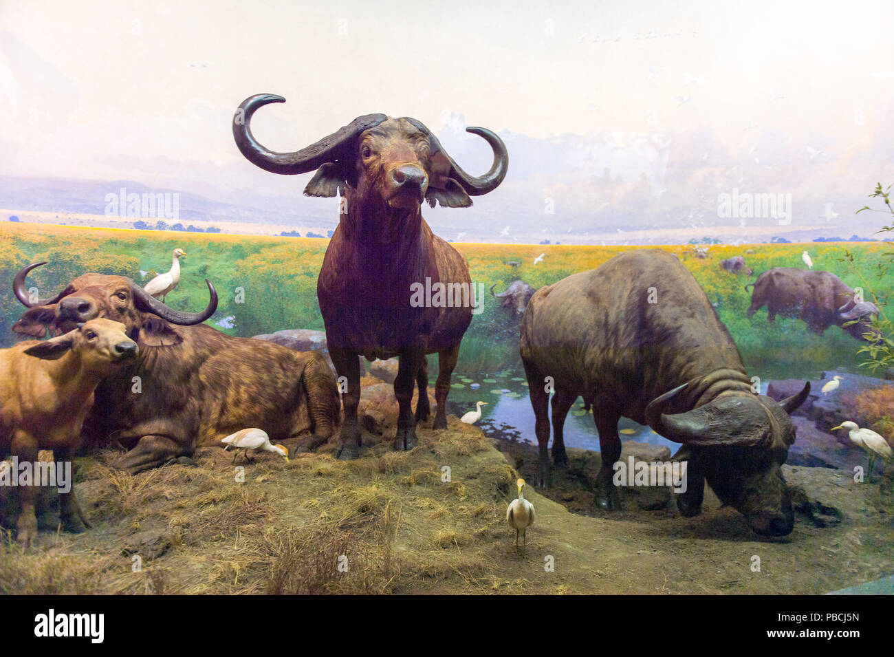NEW YORK, USA - SEP 22, 2015: Buffalo model at the American museum of ...