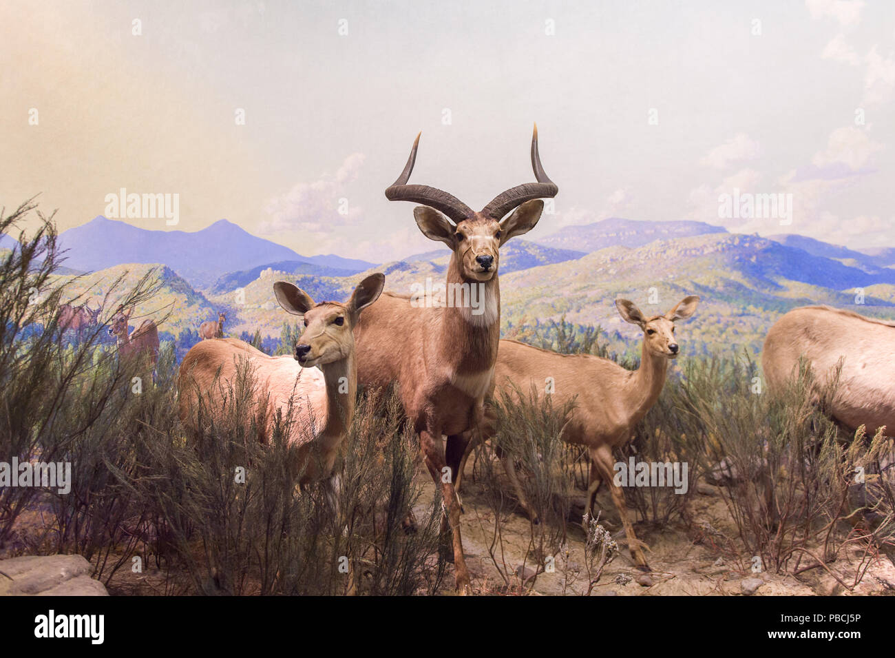 NEW YORK, USA - SEP 22, 2015: Antelope model at the American museum of ...
