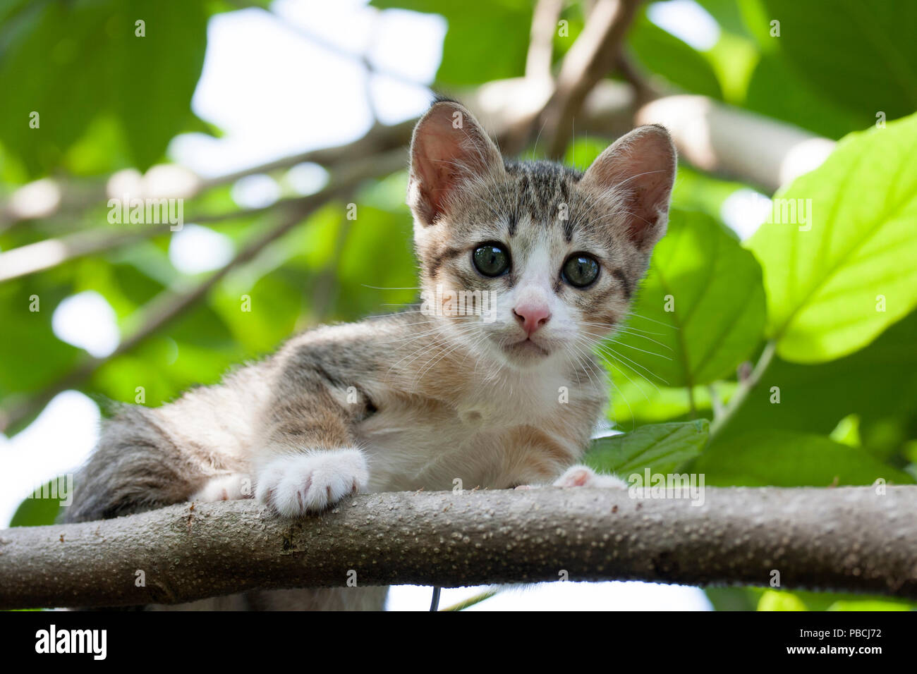 Cat sitting on a tree Stock Photo - Alamy