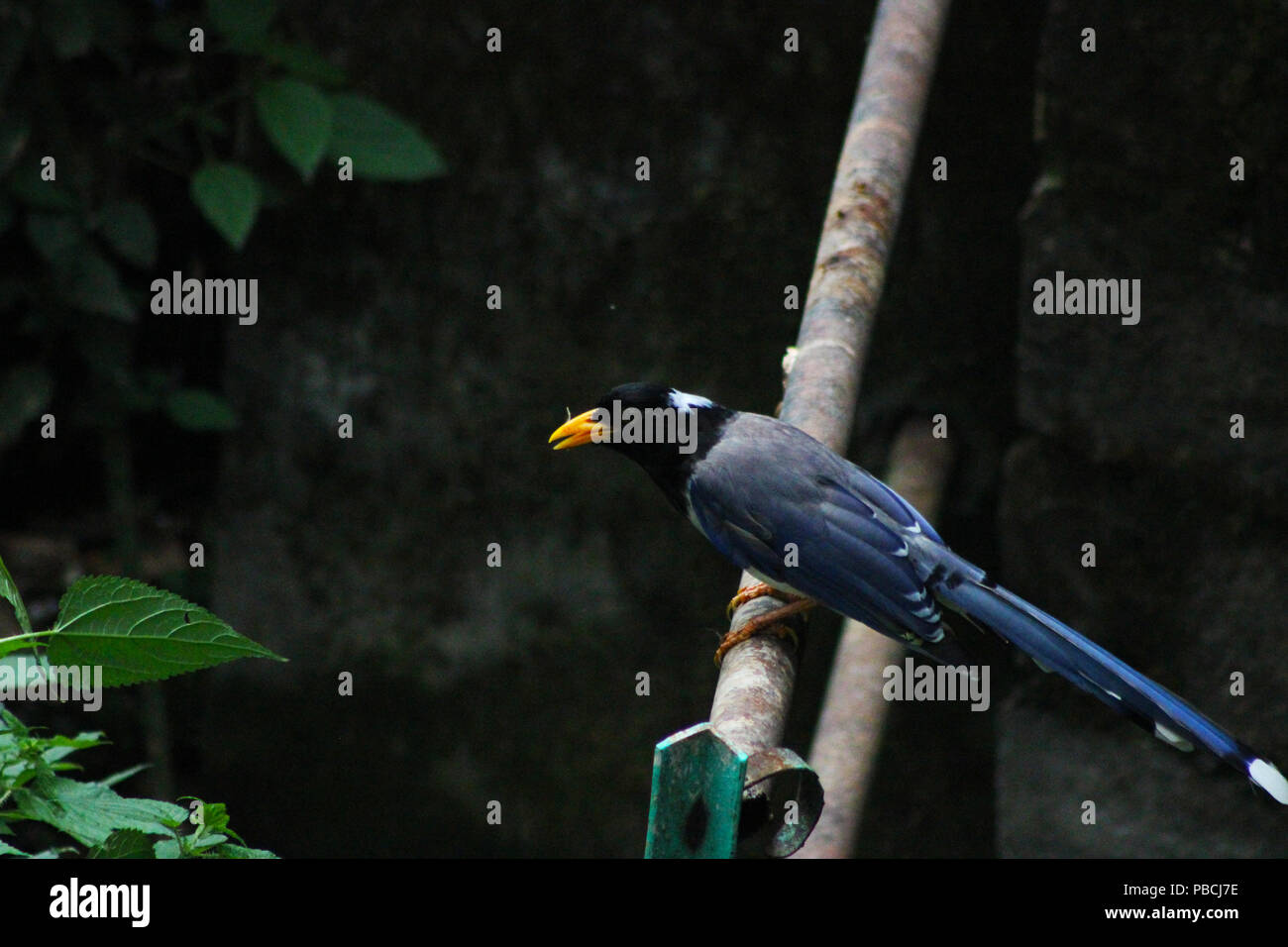 Long blue tail hi-res stock photography and images - Alamy