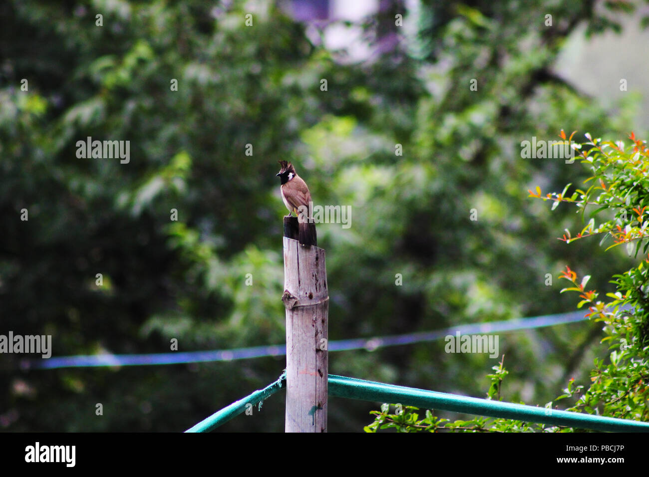 Ricky bird on the pole Stock Photo - Alamy