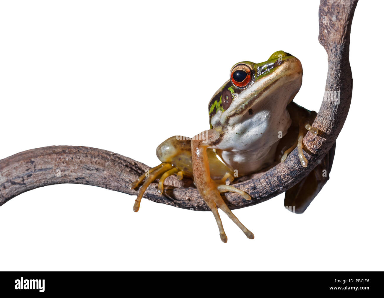 Red eyed tree Frog on a branch Stock Photo - Alamy