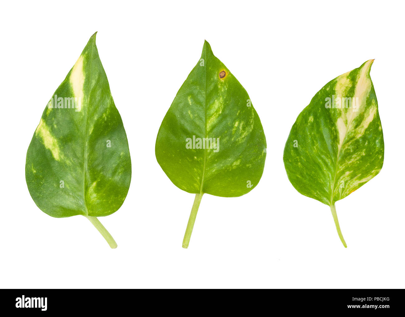 Ivy-Arum or Devil-Ivy leaves isolated on white background Stock Photo ...