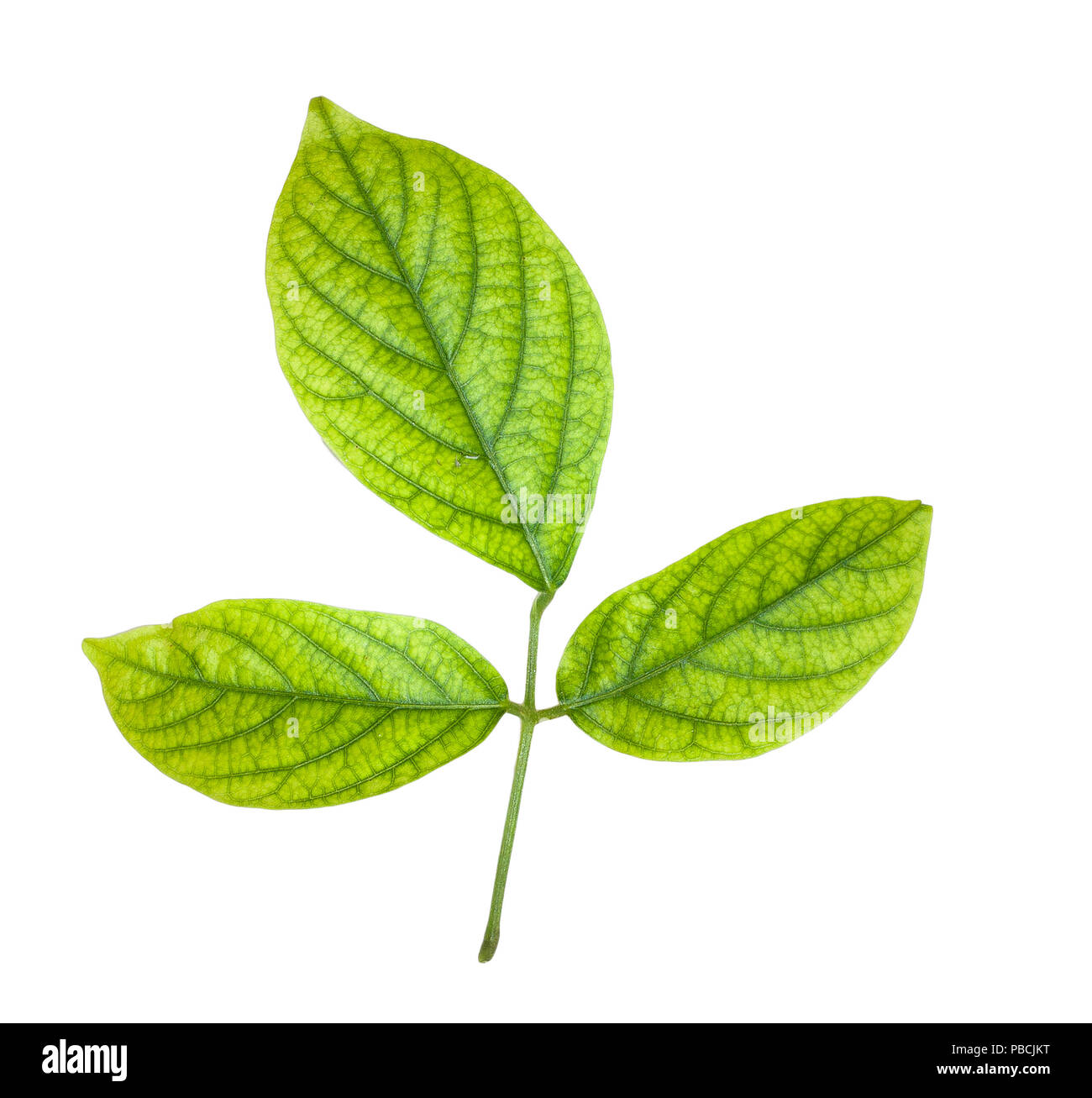 Ivy-Arum or Devil-Ivy leaves isolated on white background Stock Photo ...