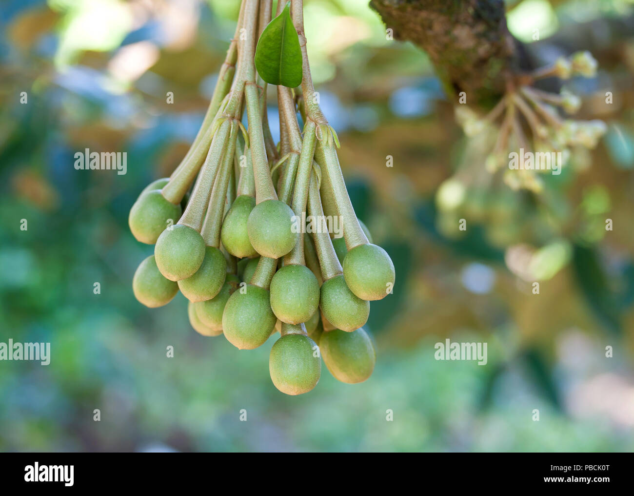 Durian flowers of agriculture Stock Photo - Alamy