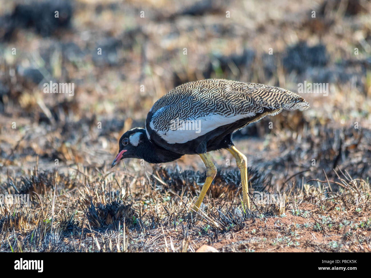 Male Northern Black Korhaan bird feeds in the burnt grass in South ...
