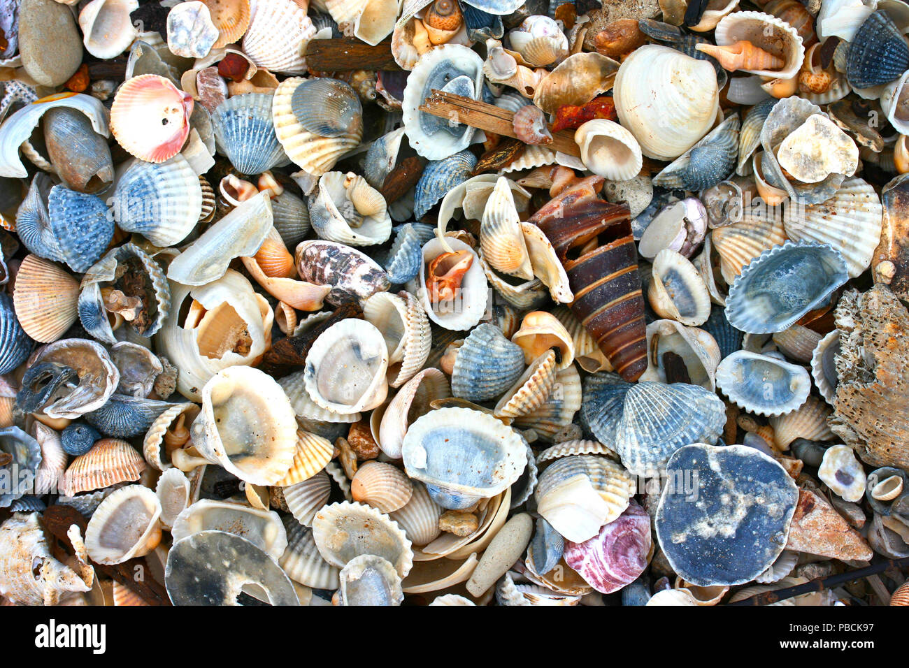 variety of sea shells from beach Stock Photo - Alamy