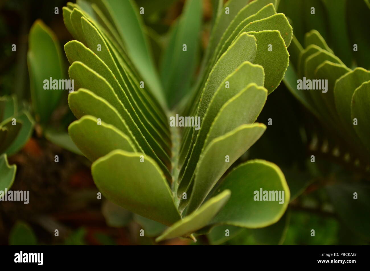 Curved leaves hi-res stock photography and images - Alamy