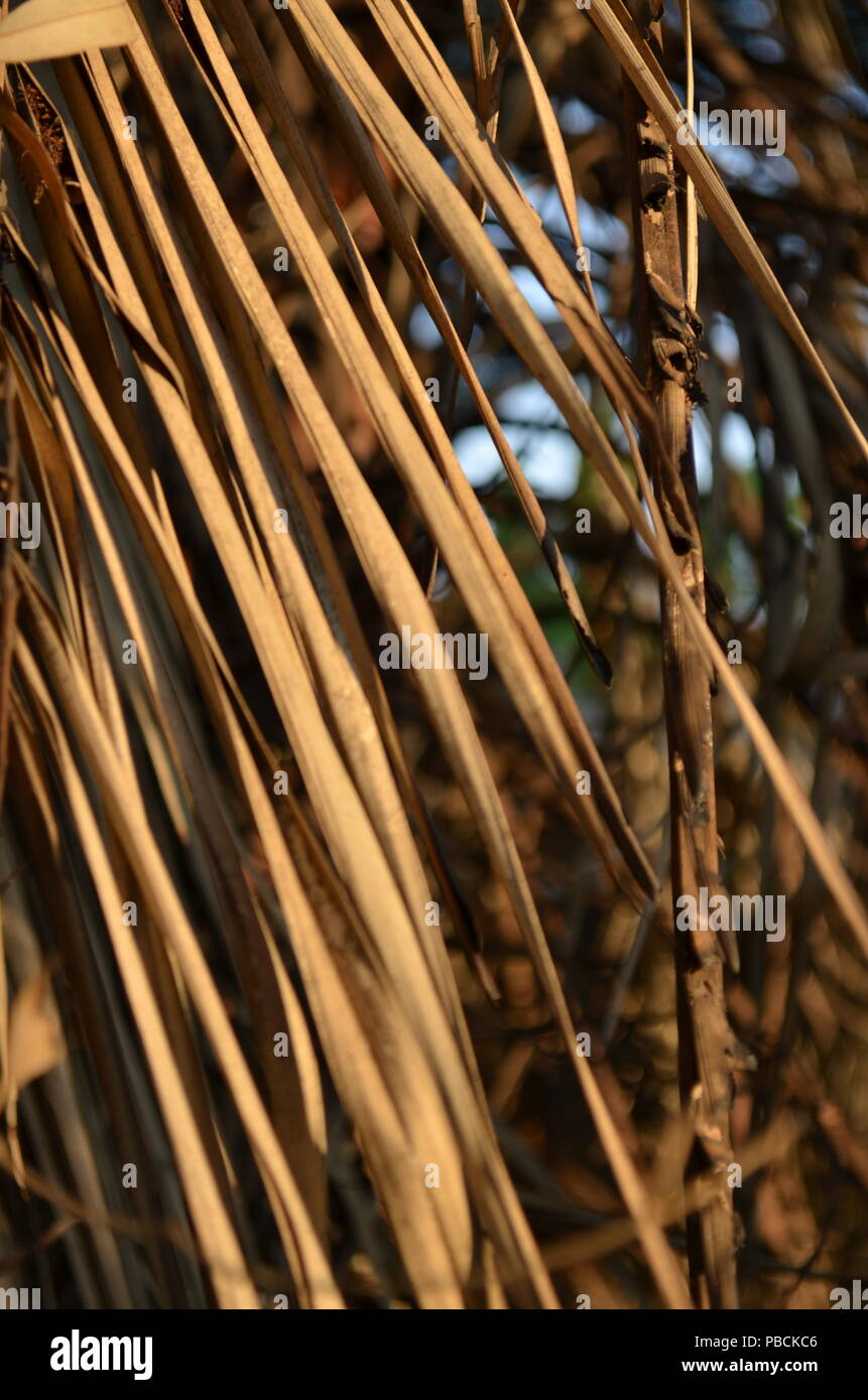 dried palm leaves hanging Stock Photo - Alamy dried palm leaves hanging Stock Photo - Alamy