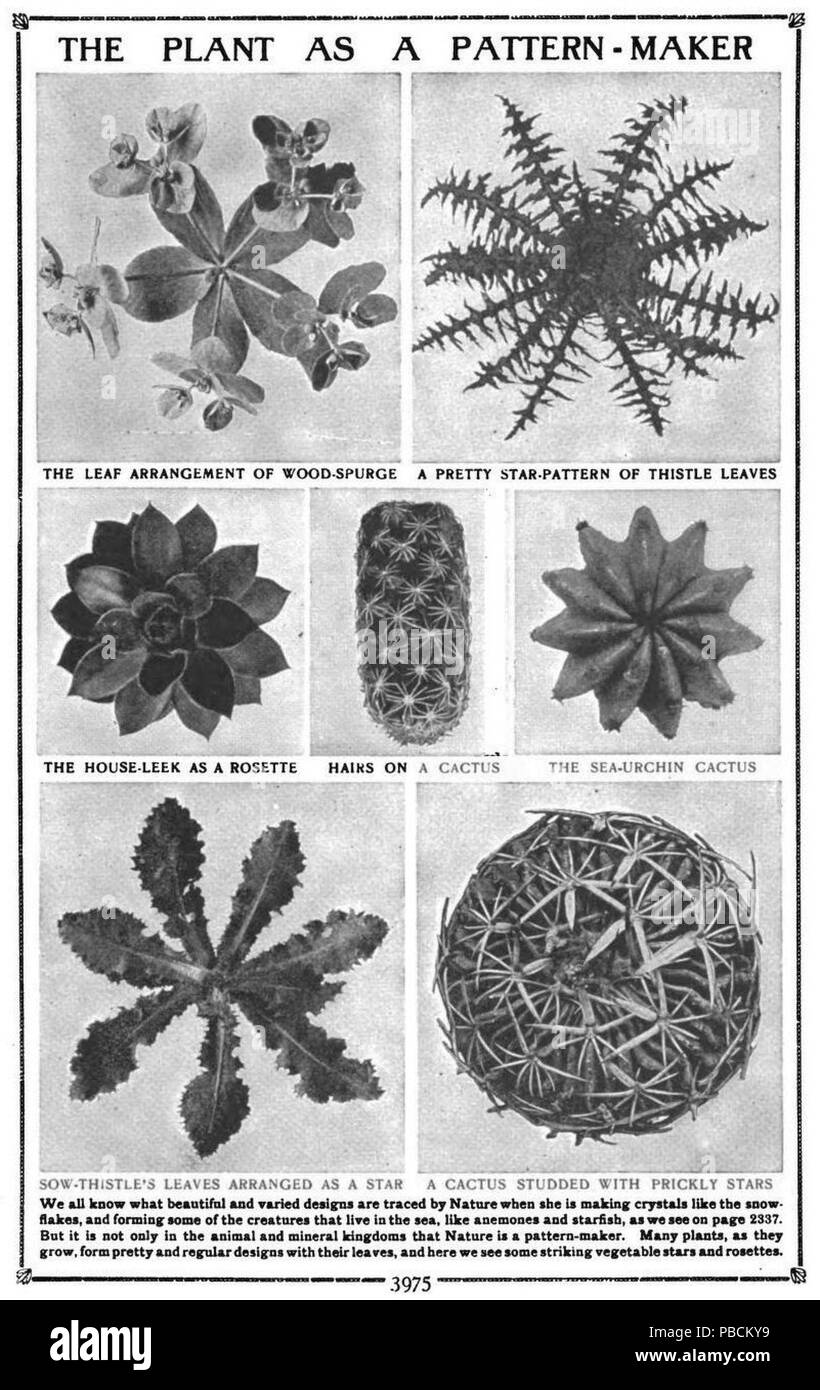 Anatomy patterns Black and White Stock Photos & Images - Alamy