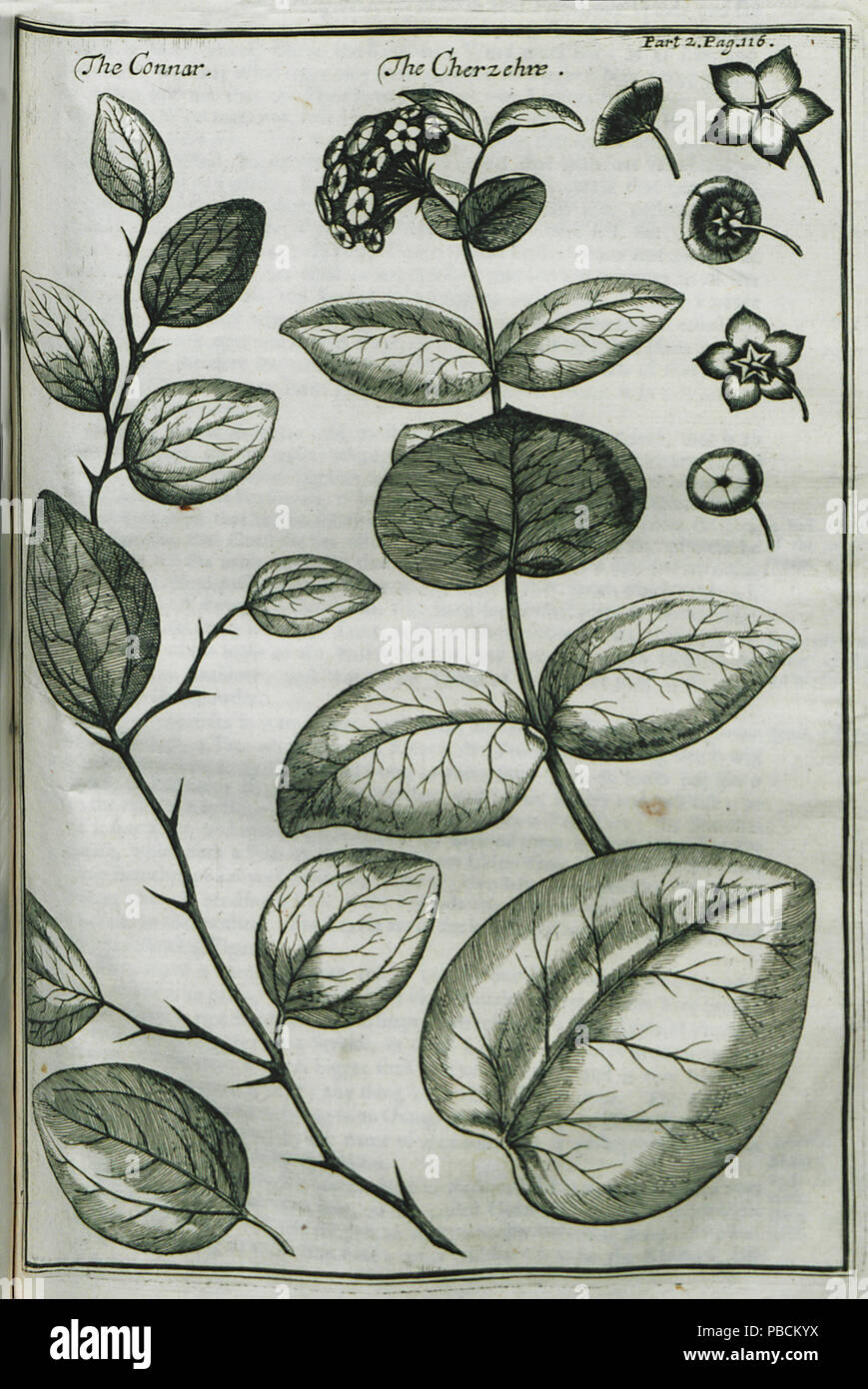 1204 Plants and fruits of bushes from the Isfahan region, in Iran ...