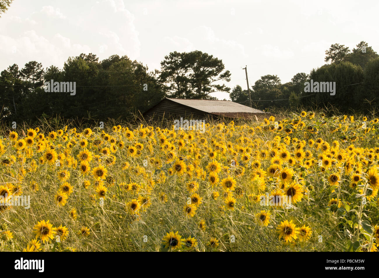 The sunflower field in front of the barn on a farm in Northern Georgia ...