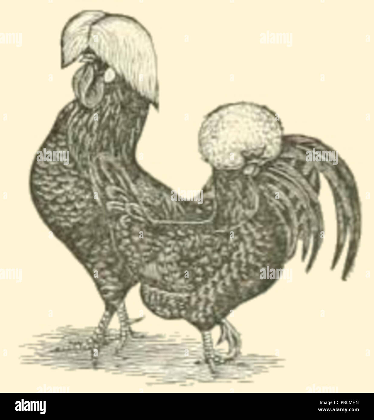 Polish chickens hi-res stock photography and images - Alamy