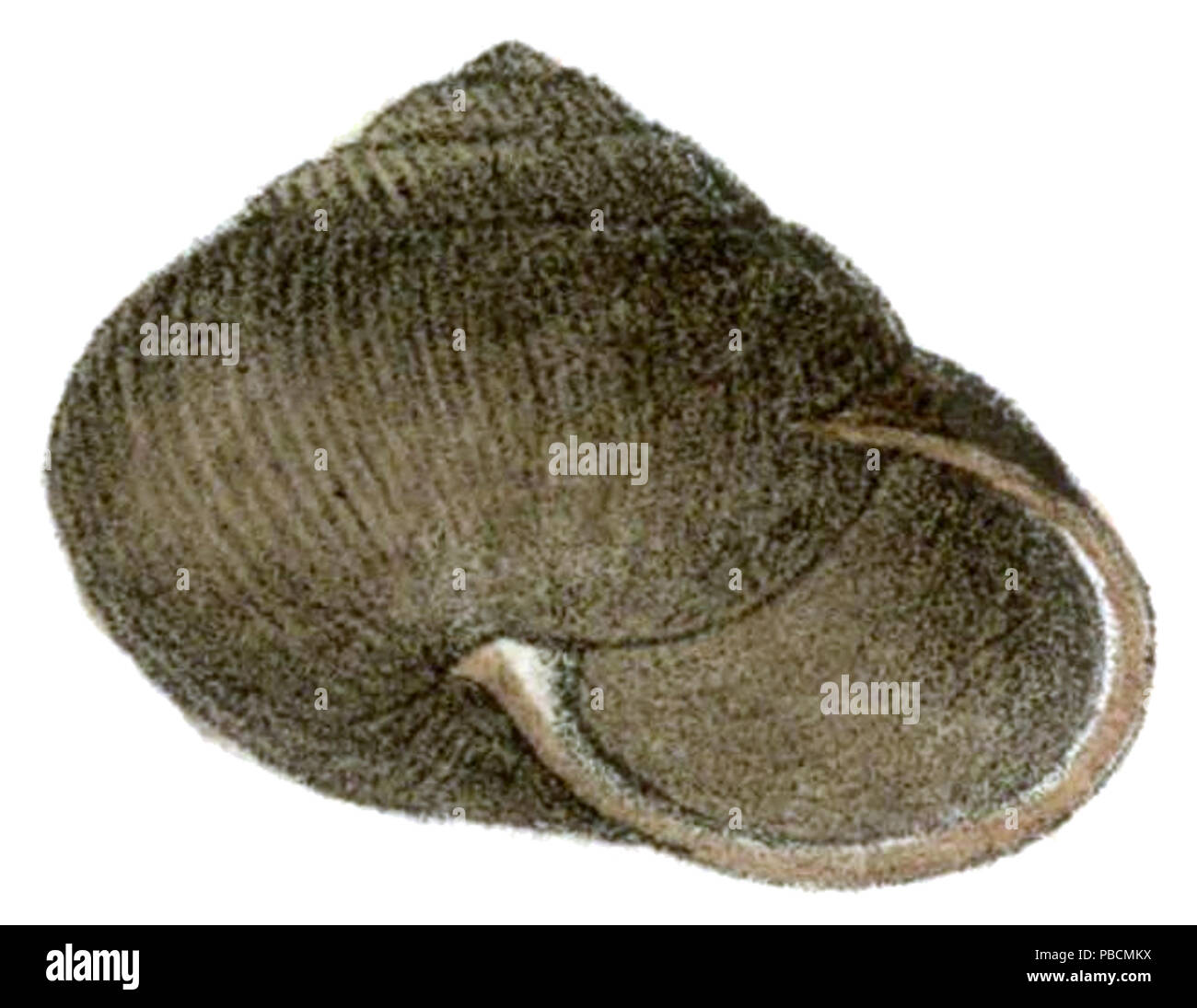 Shell morphology Cut Out Stock Images & Pictures - Alamy