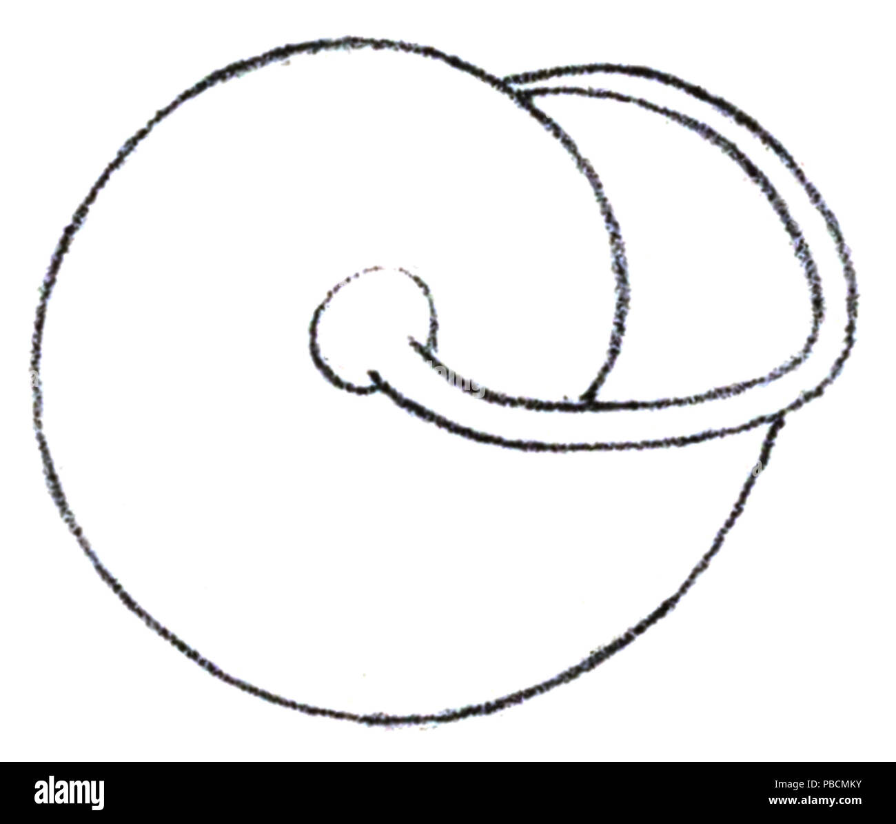 Shell taxonomy Cut Out Stock Images & Pictures - Alamy