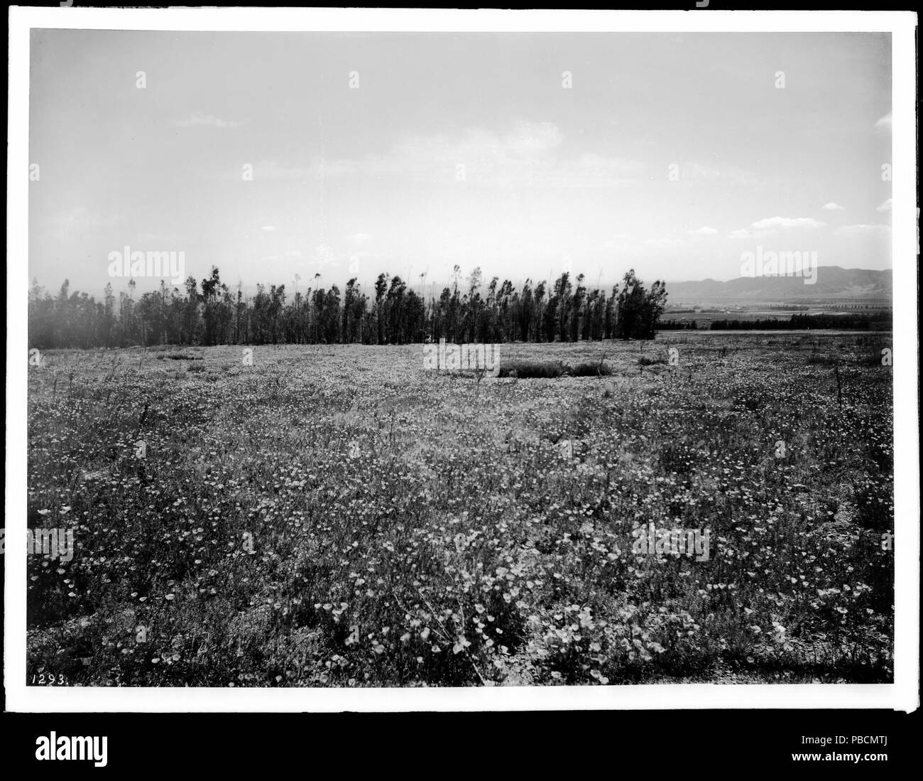 English poppy Black and White Stock Photos & Images - Alamy