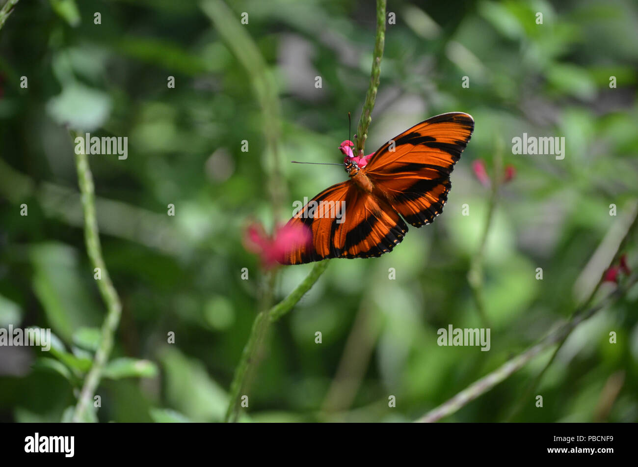 Long winged butterflies hi-res stock photography and images - Alamy